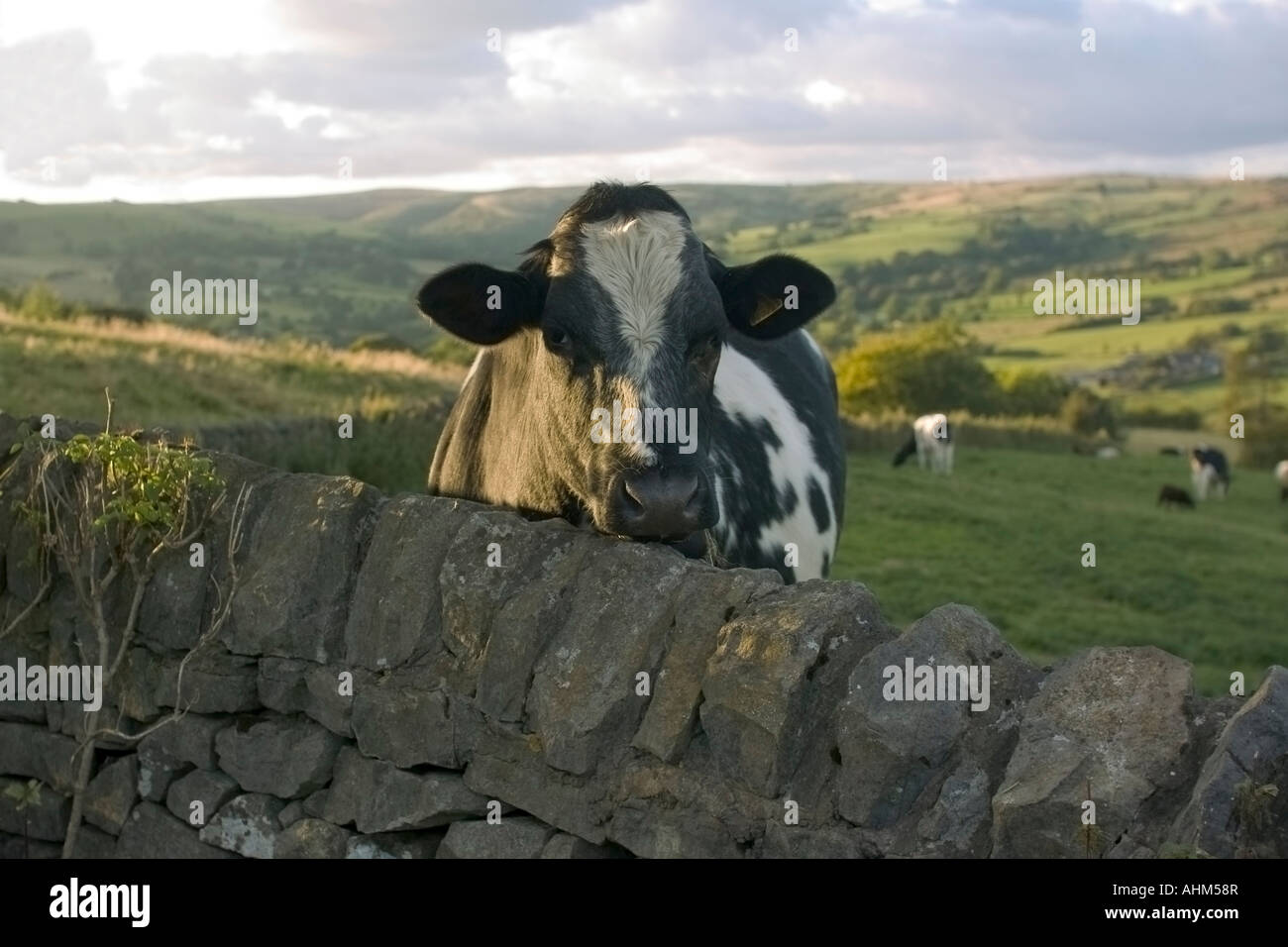 cow looking over wall Stock Photo - Alamy