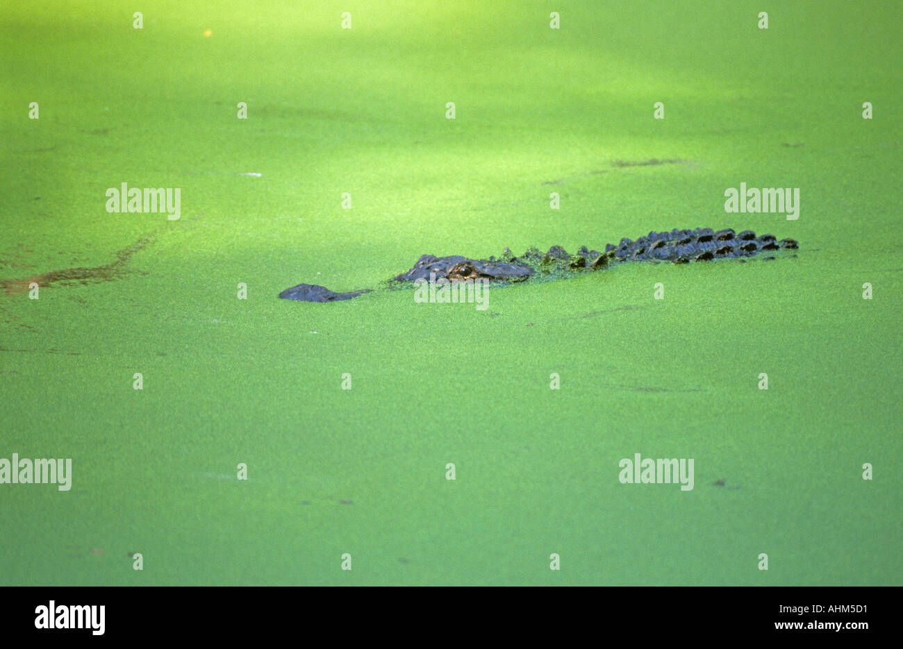 American Alligator (Alligator mississippiensis) submerged in swamp ...