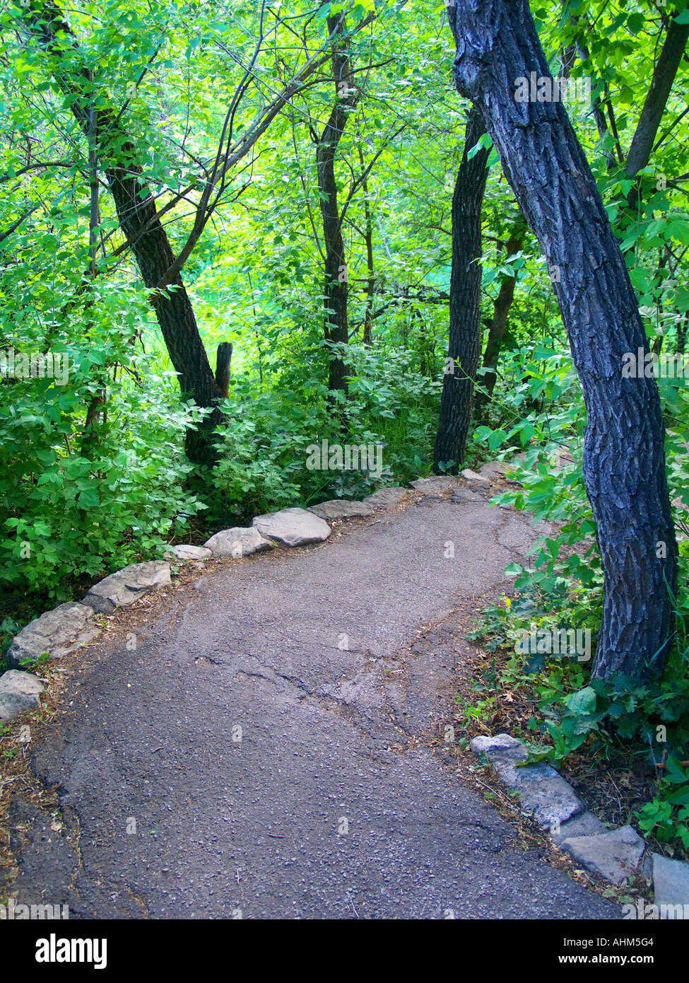 Paved path winding through forest hi-res stock photography and images ...