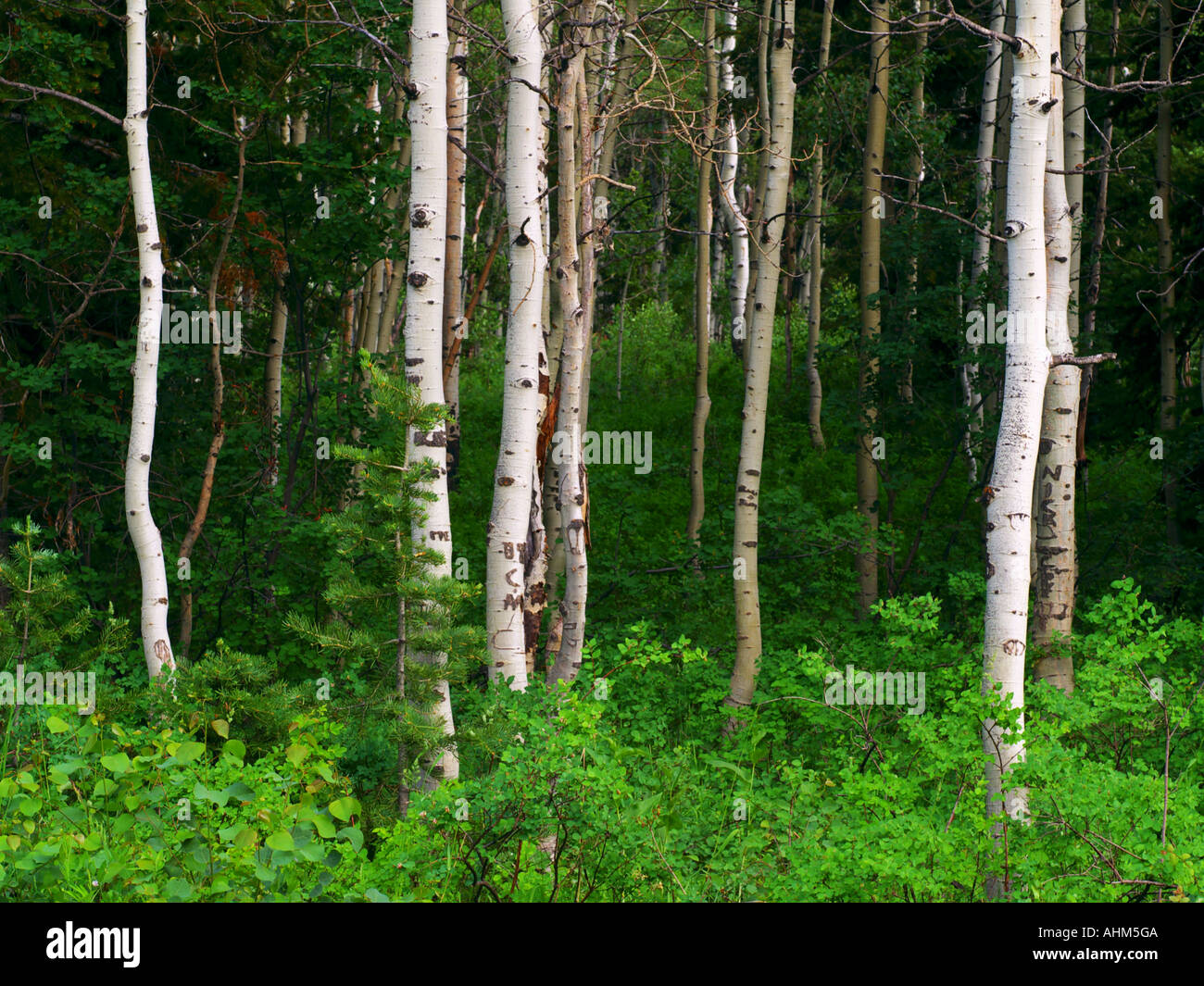 Dense quaking aspen stand hi-res stock photography and images - Alamy