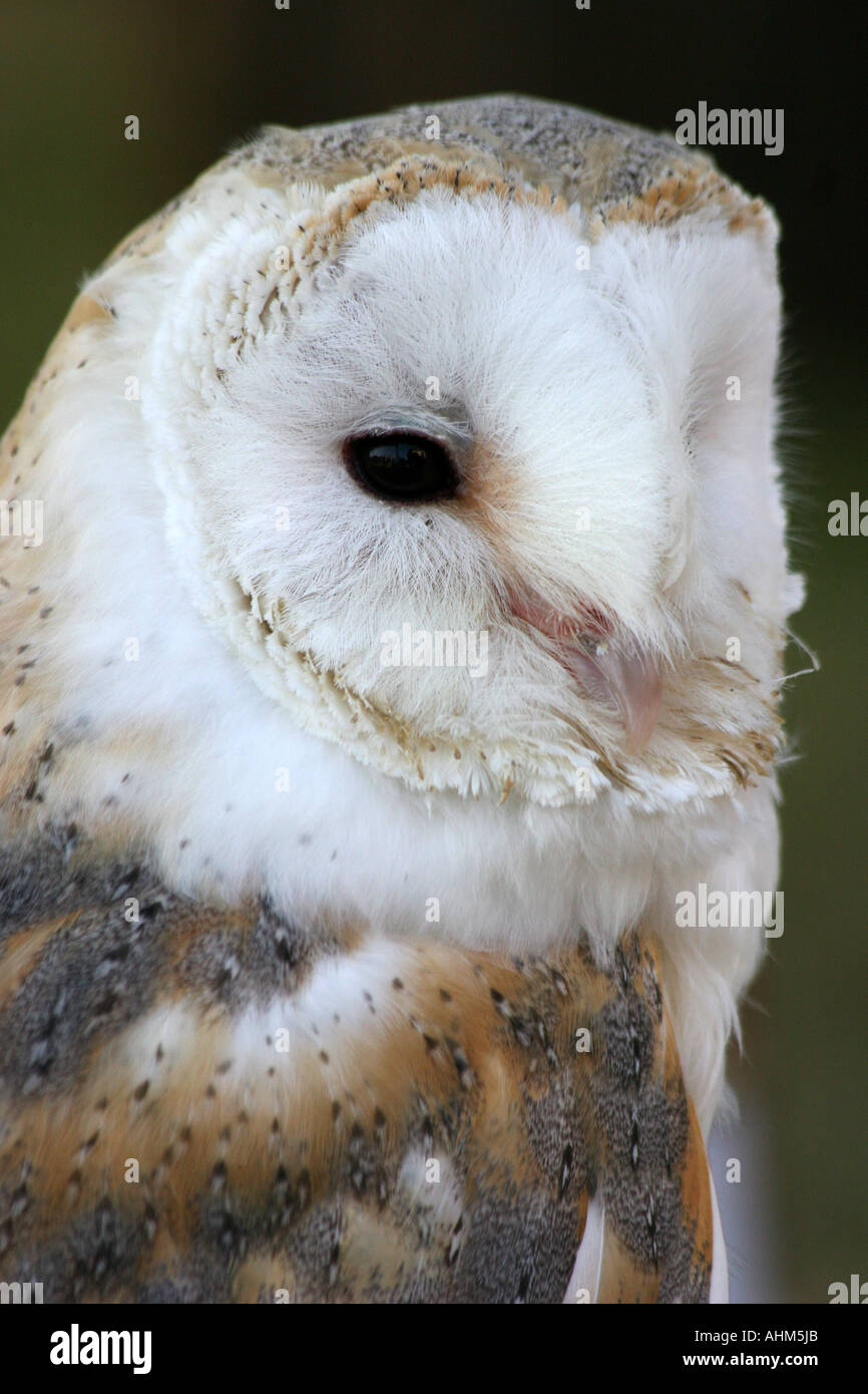 side view of a Barn owl Stock Photo - Alamy