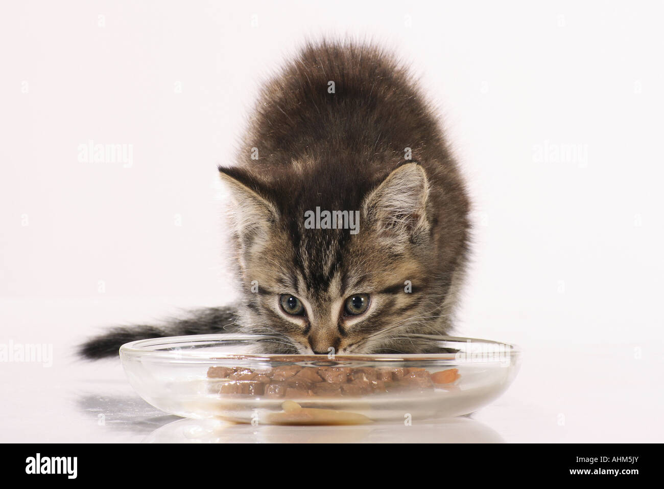 Domestic cat. Tabby kitten eating from a glass dish Stock Photo - Alamy
