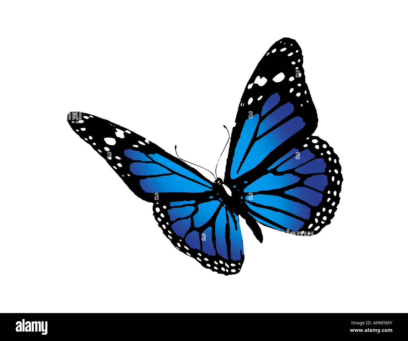 Individual butterfly Cut Out Stock Images & Pictures - Alamy