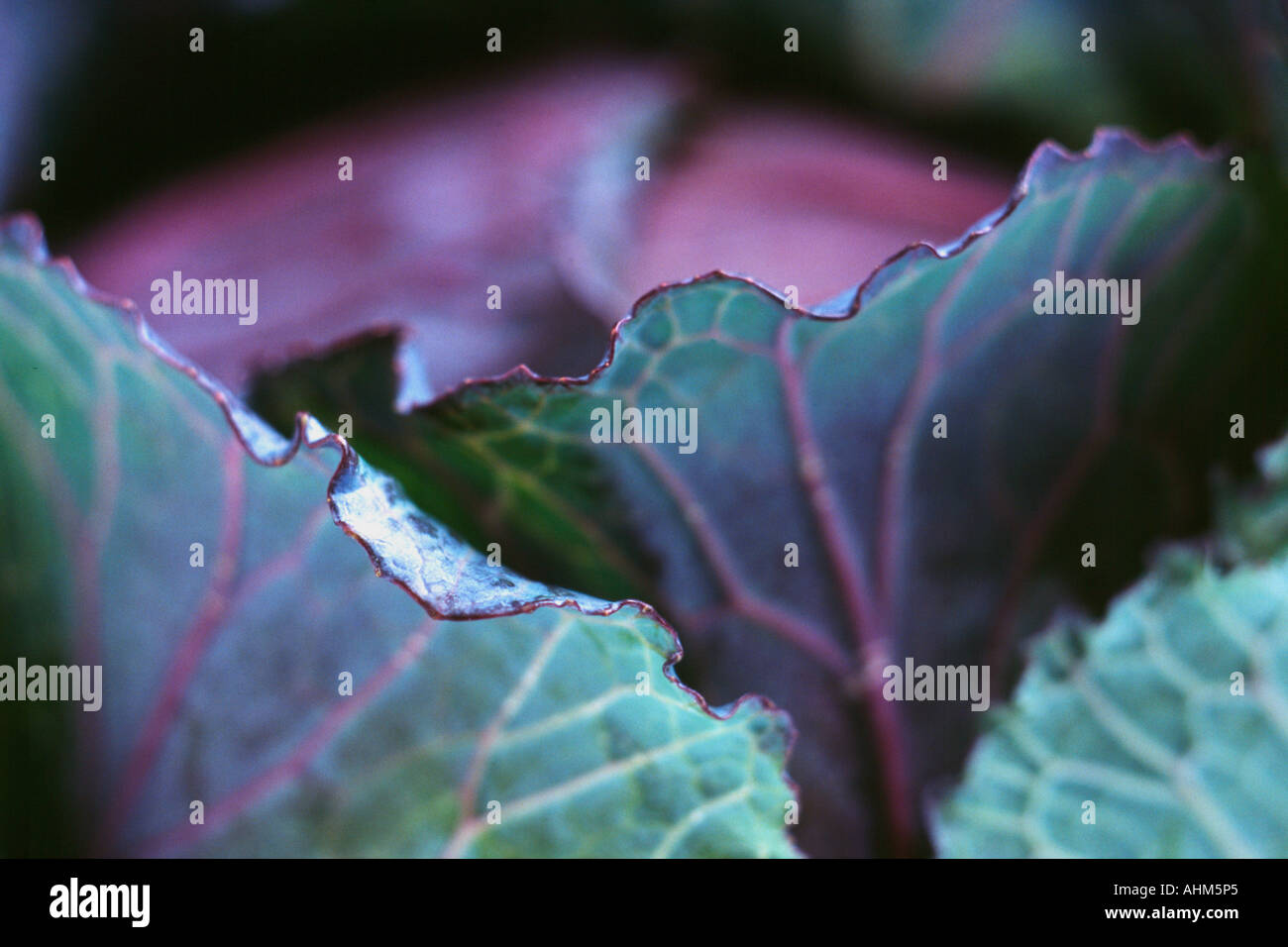 January king hi-res stock photography and images - Alamy