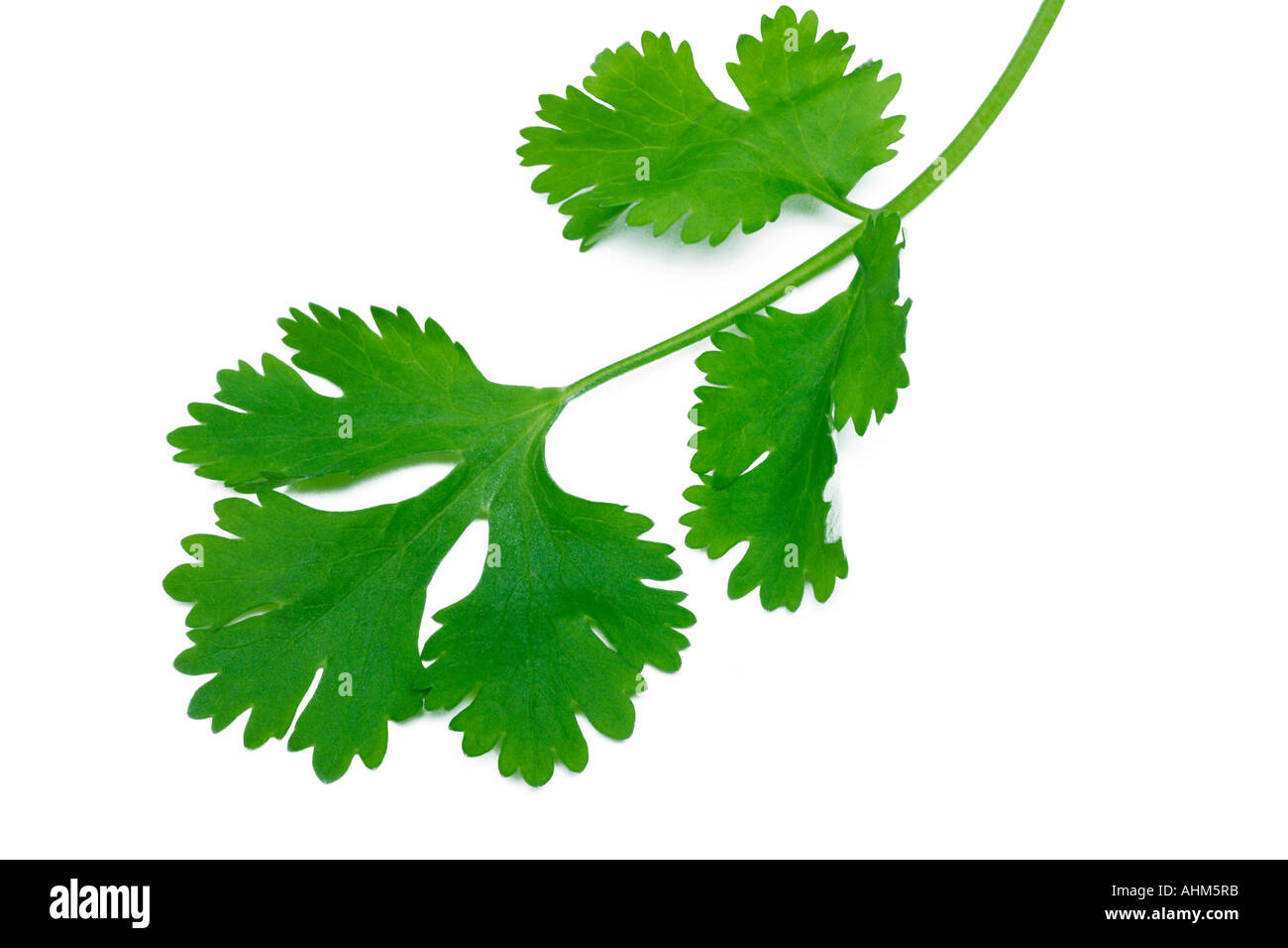 Coriander cut out hi-res stock photography and images - Alamy