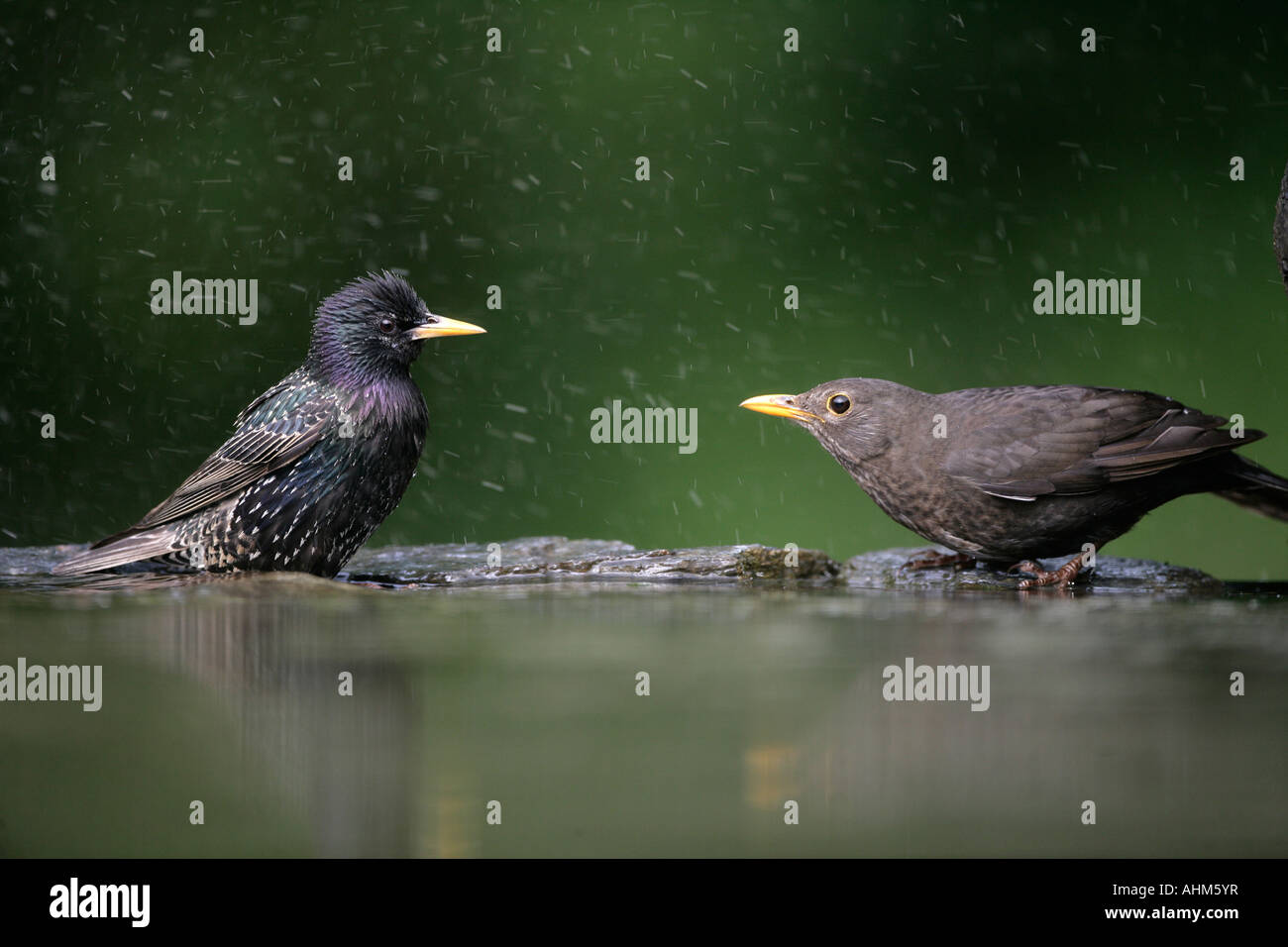 Female starling hi-res stock photography and images - Alamy