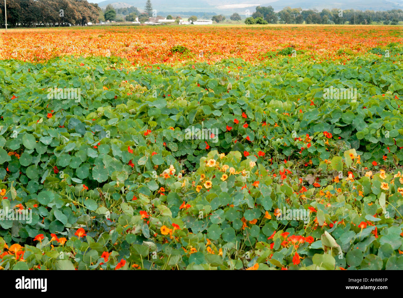 Orange and yellow Nasturtiums TROPAEOLUM MAJUS in flower on a Flower ...