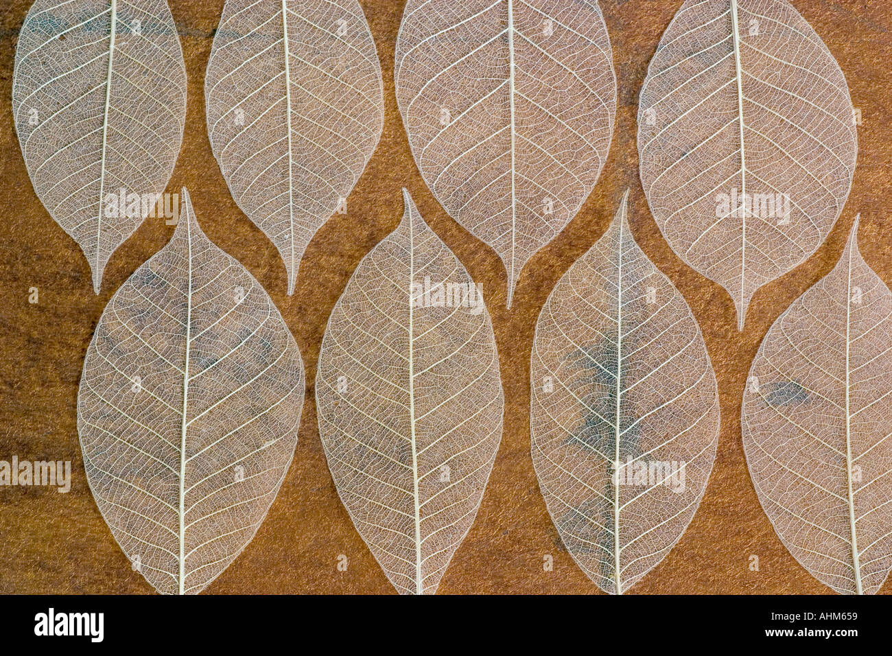 How to make skeleton leaves hi-res stock photography and images - Alamy