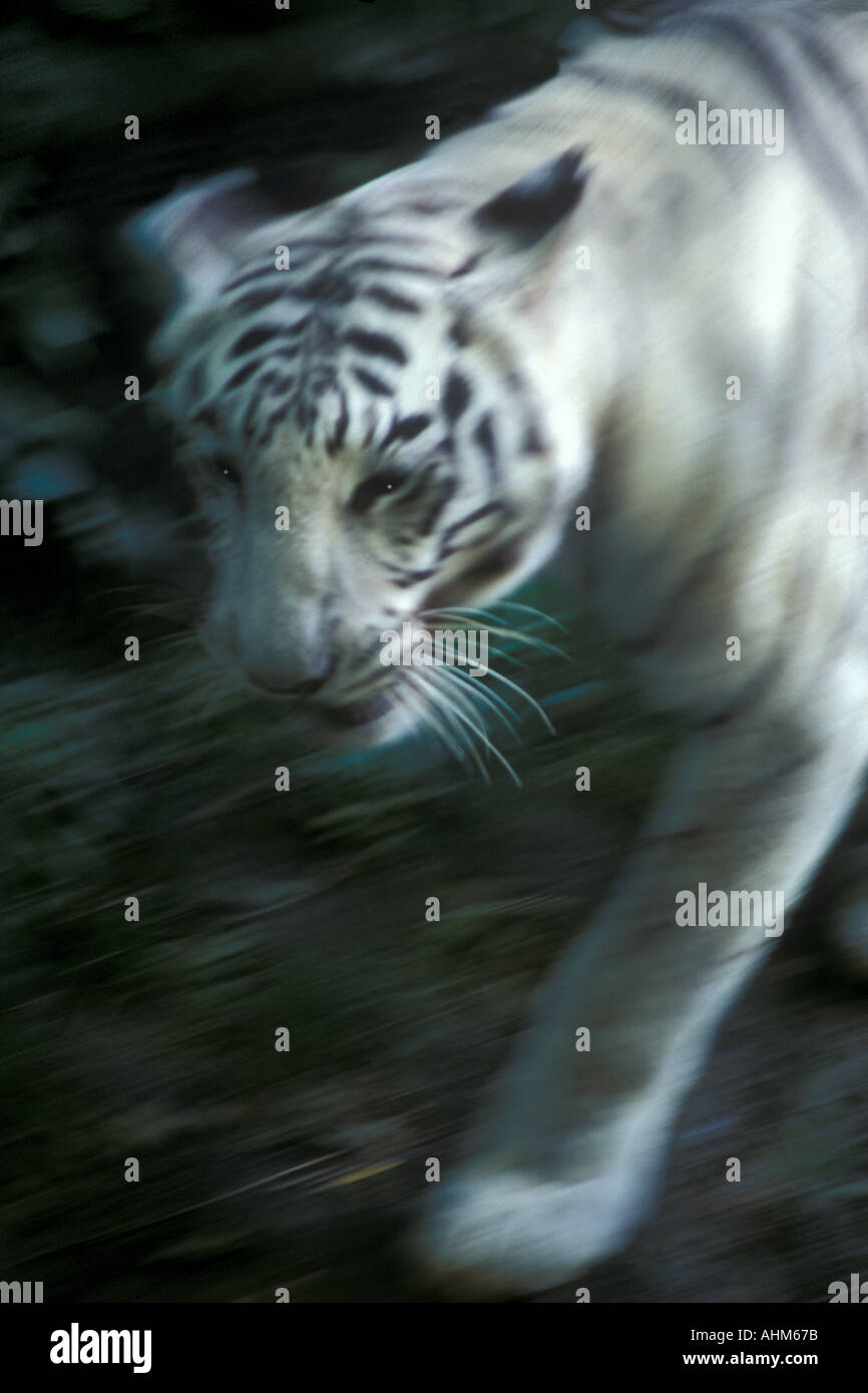White Bengal Tiger Stock Photo - Alamy