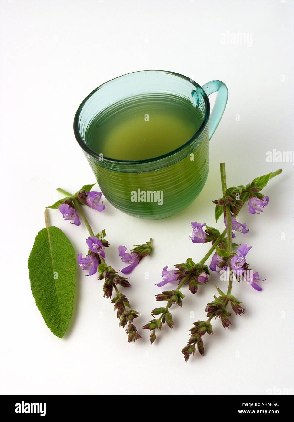 Sage infusion Salvia officinalis Stock Photo - Alamy