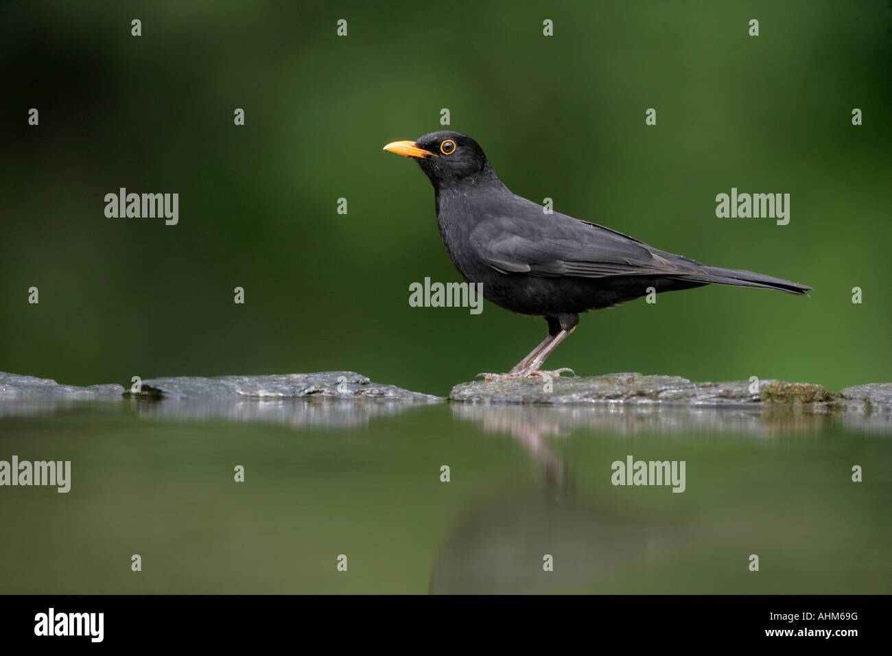 Blackbird Turdus merula Hungary Male Stock Photo - Alamy