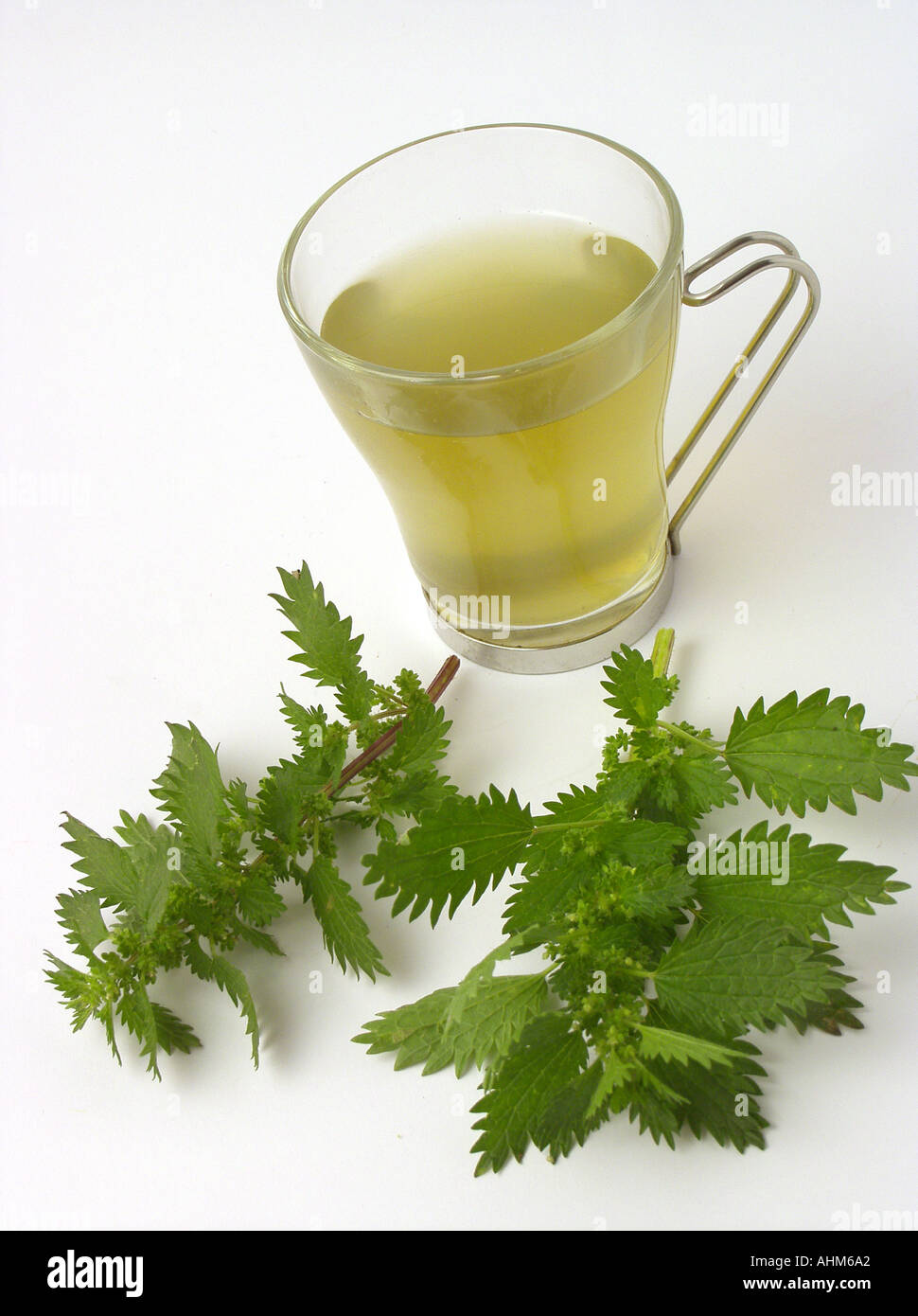 Dwarf nettle infusion Urtica urens Stock Photo - Alamy
