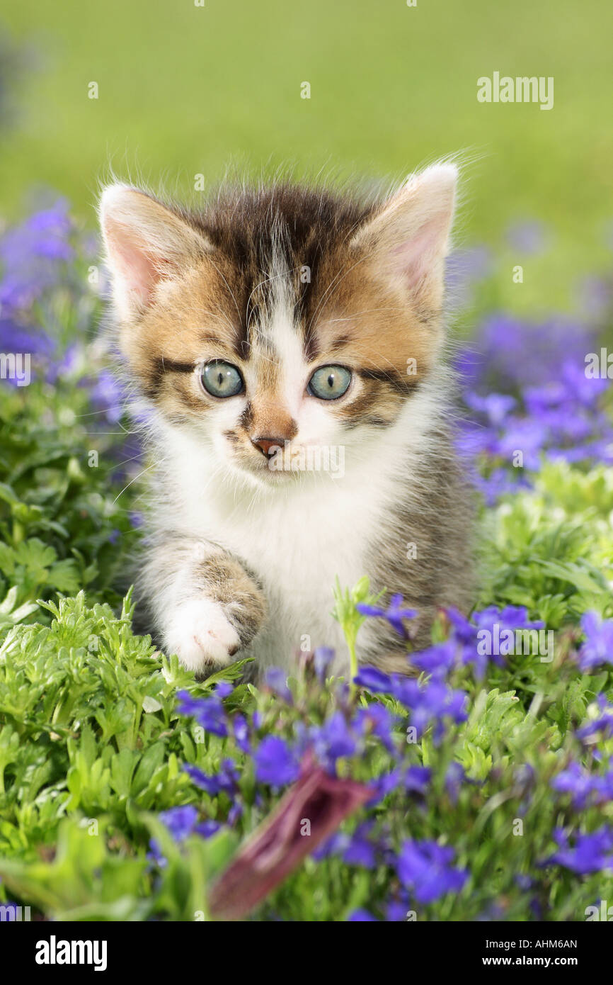 Domestic cat. Kitten walking among blue flowers Stock Photo - Alamy