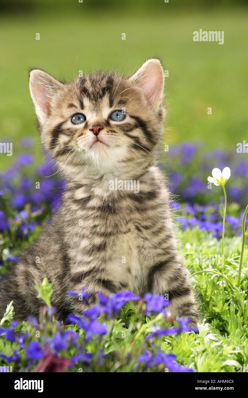 kitten in between flowers Stock Photo - Alamy