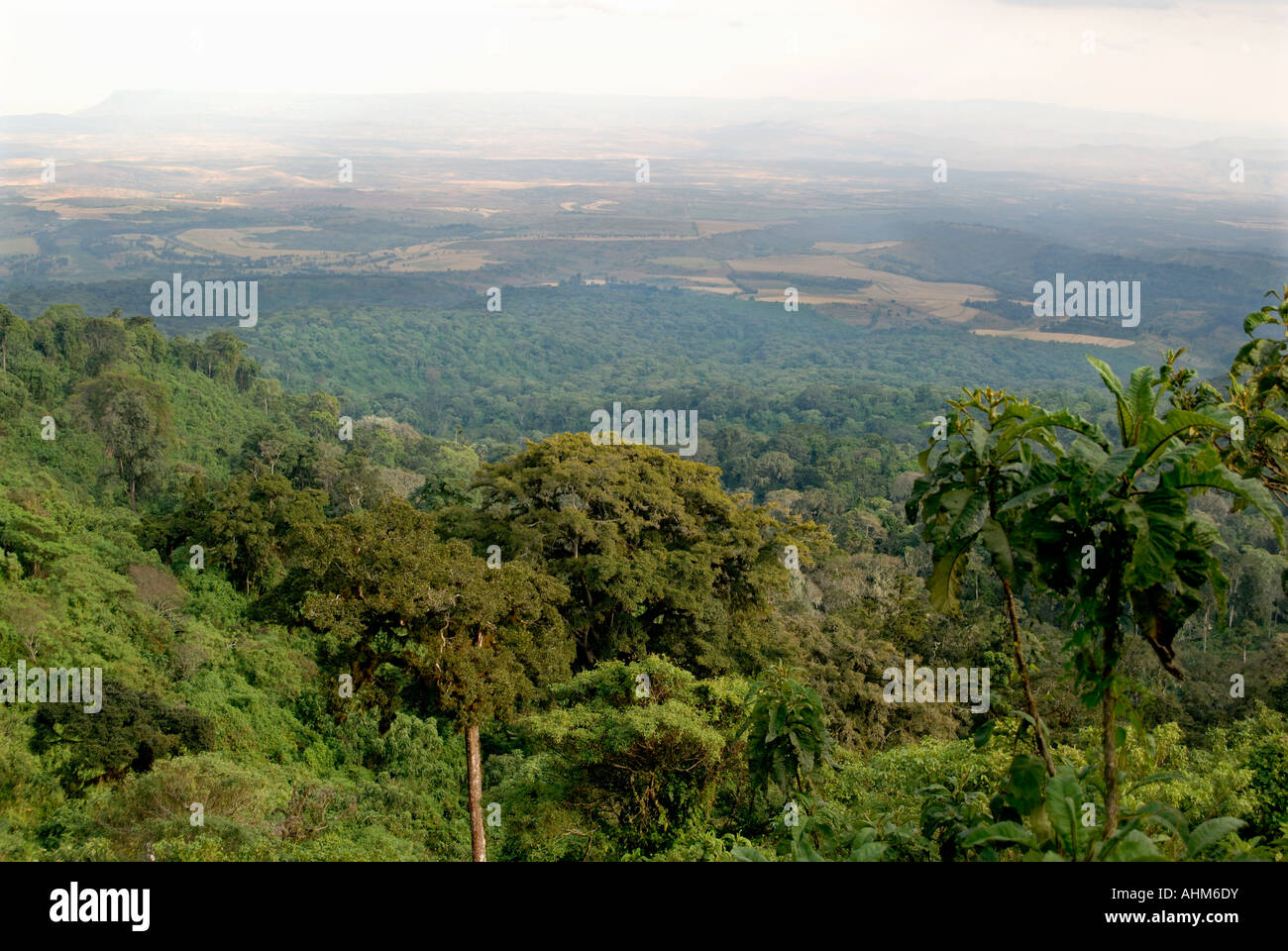 Looking down over the forest canopy to the agricultural land below from ...