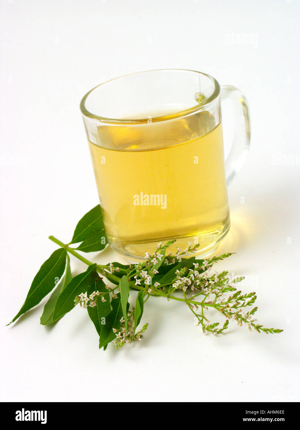 Lemon verbena infusion Lippia citriodora Stock Photo - Alamy