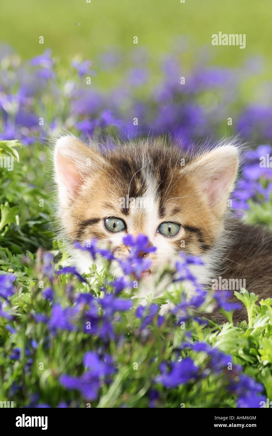 kitten in between flowers Stock Photo - Alamy