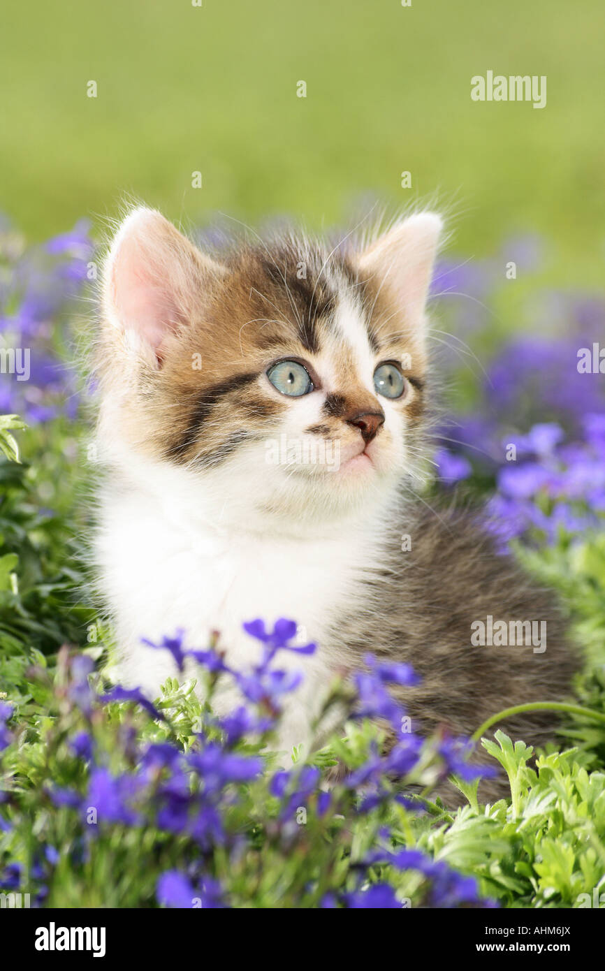 kitten in between flowers Stock Photo - Alamy
