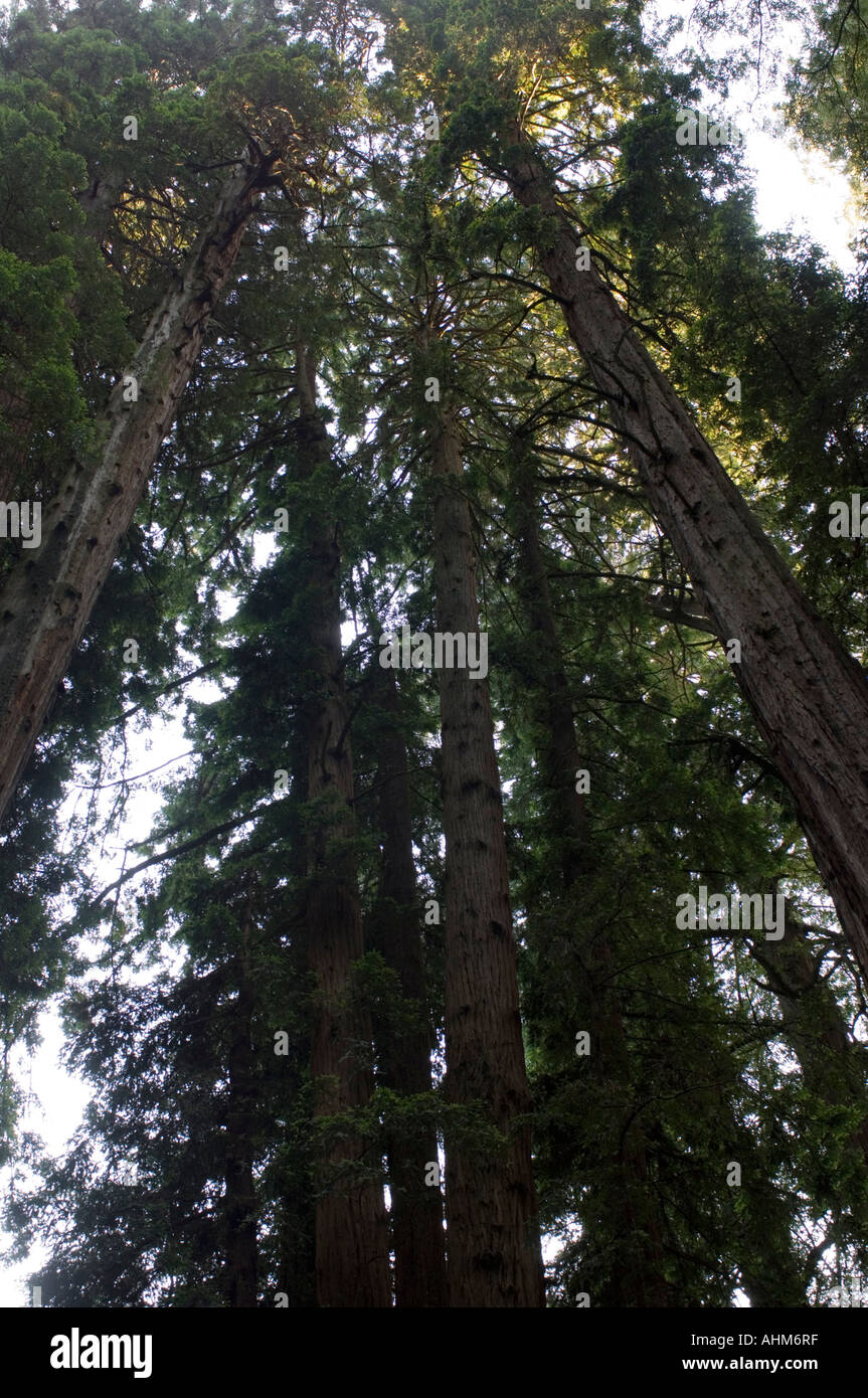 View of Muir Woods a popular National Park in California USA Giant red ...