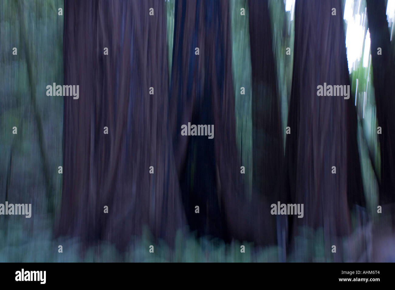 View of Muir Woods a popular National Park in California USA Giant red ...