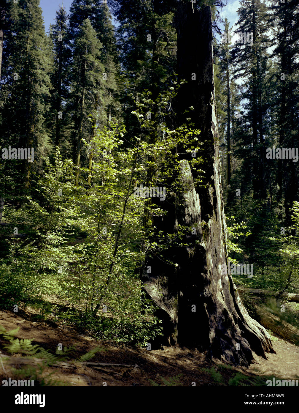 Sequoia saplings hi-res stock photography and images - Alamy