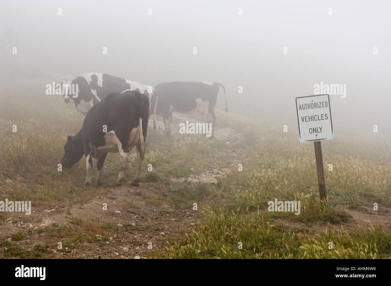 Cows in front of authorized vechcels only sign Stock Photo - Alamy