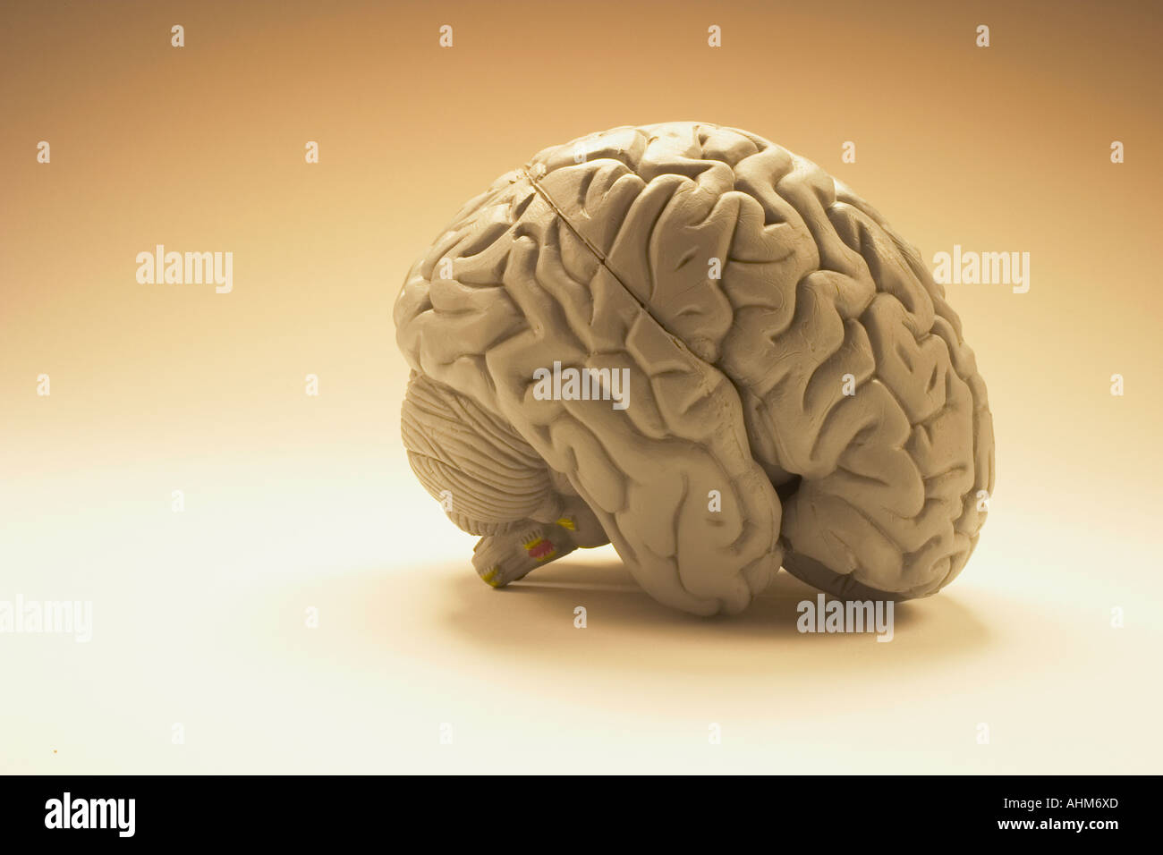Anatomy Specimen of Human Brain Stock Photo - Alamy
