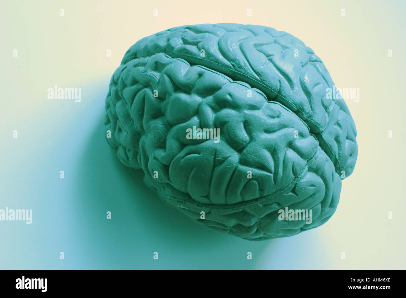 Anatomy Specimen of Human Brain Stock Photo - Alamy