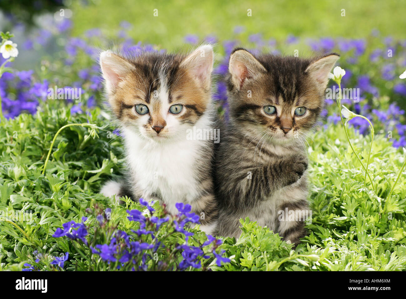 two kittens in between flowers Stock Photo - Alamy