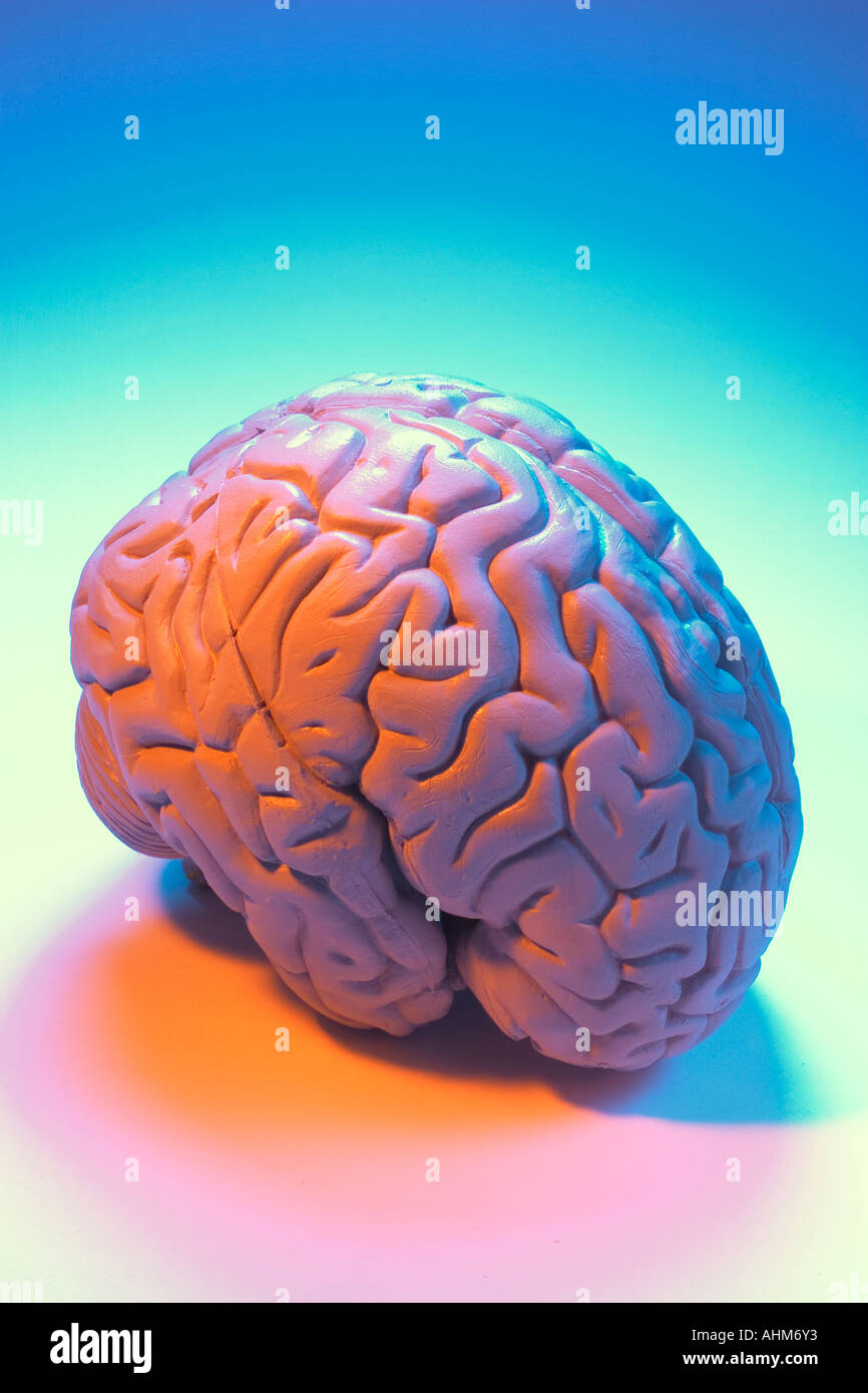 Anatomy Specimen of Human Brain Stock Photo - Alamy