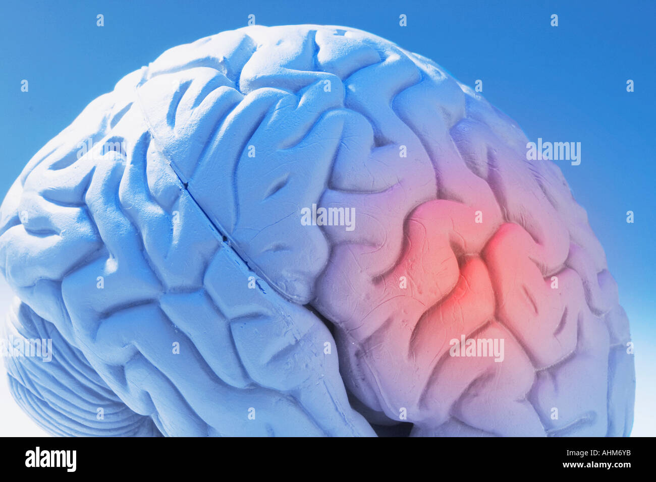 Anatomy Specimen of Human Brain Stock Photo - Alamy