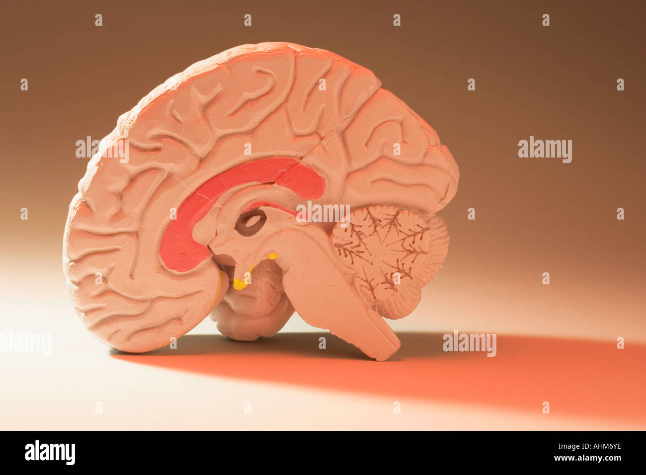 Anatomy Specimen of Human Brain Stock Photo - Alamy
