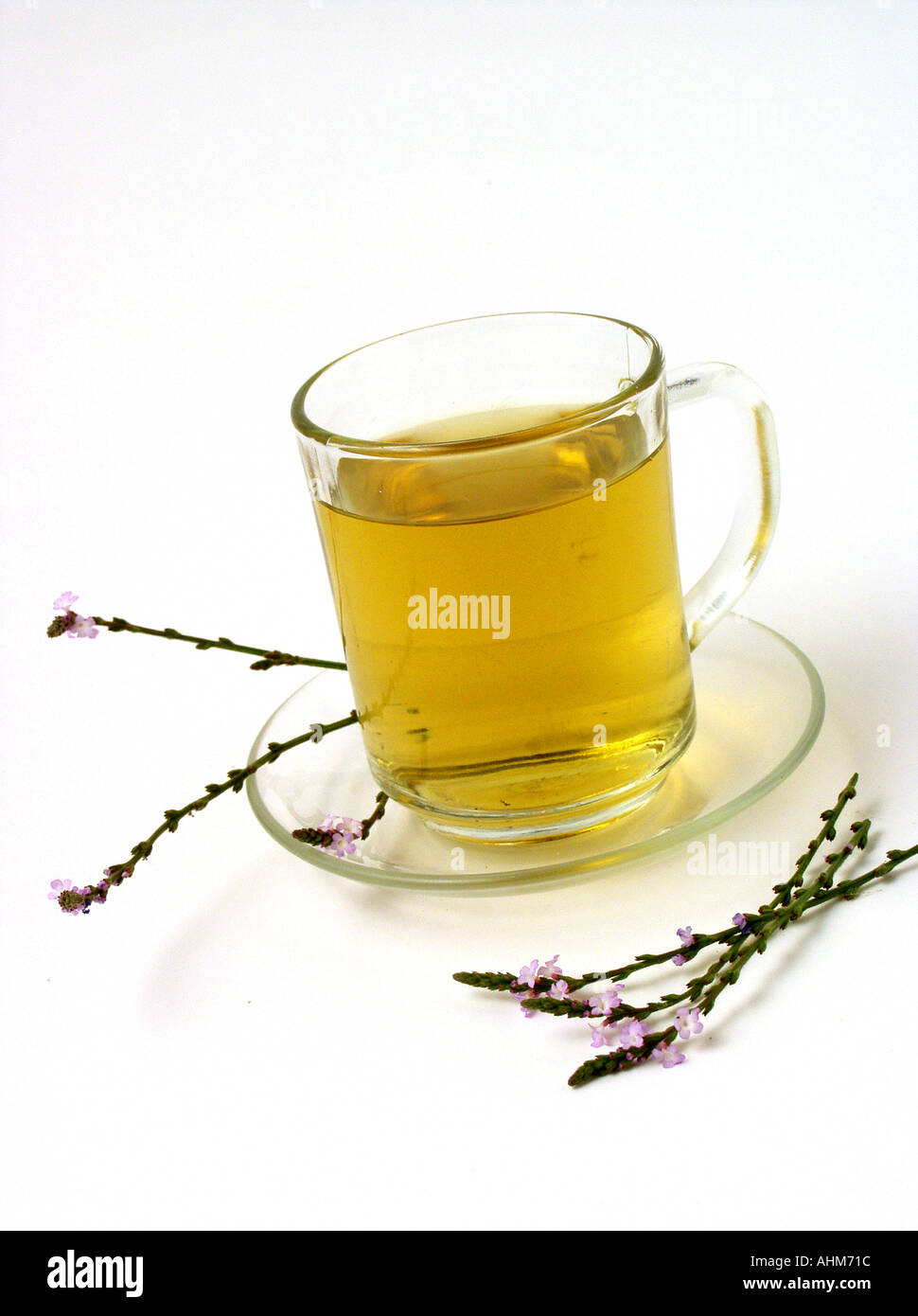 Vervain infusion Verbena officinalis Stock Photo - Alamy
