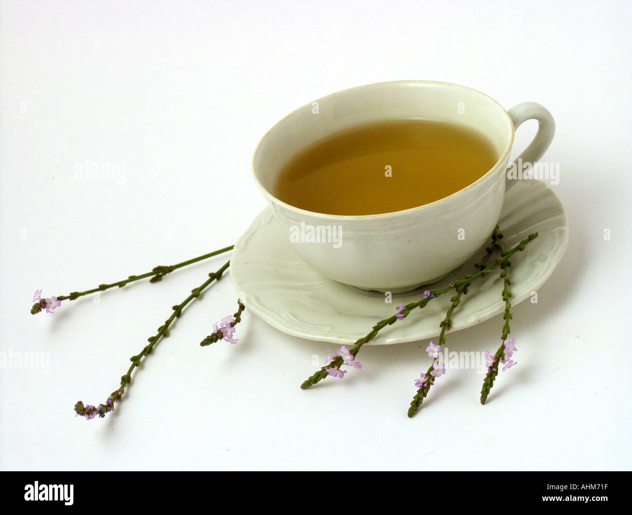 Vervain infusion Verbena officinalis Stock Photo - Alamy