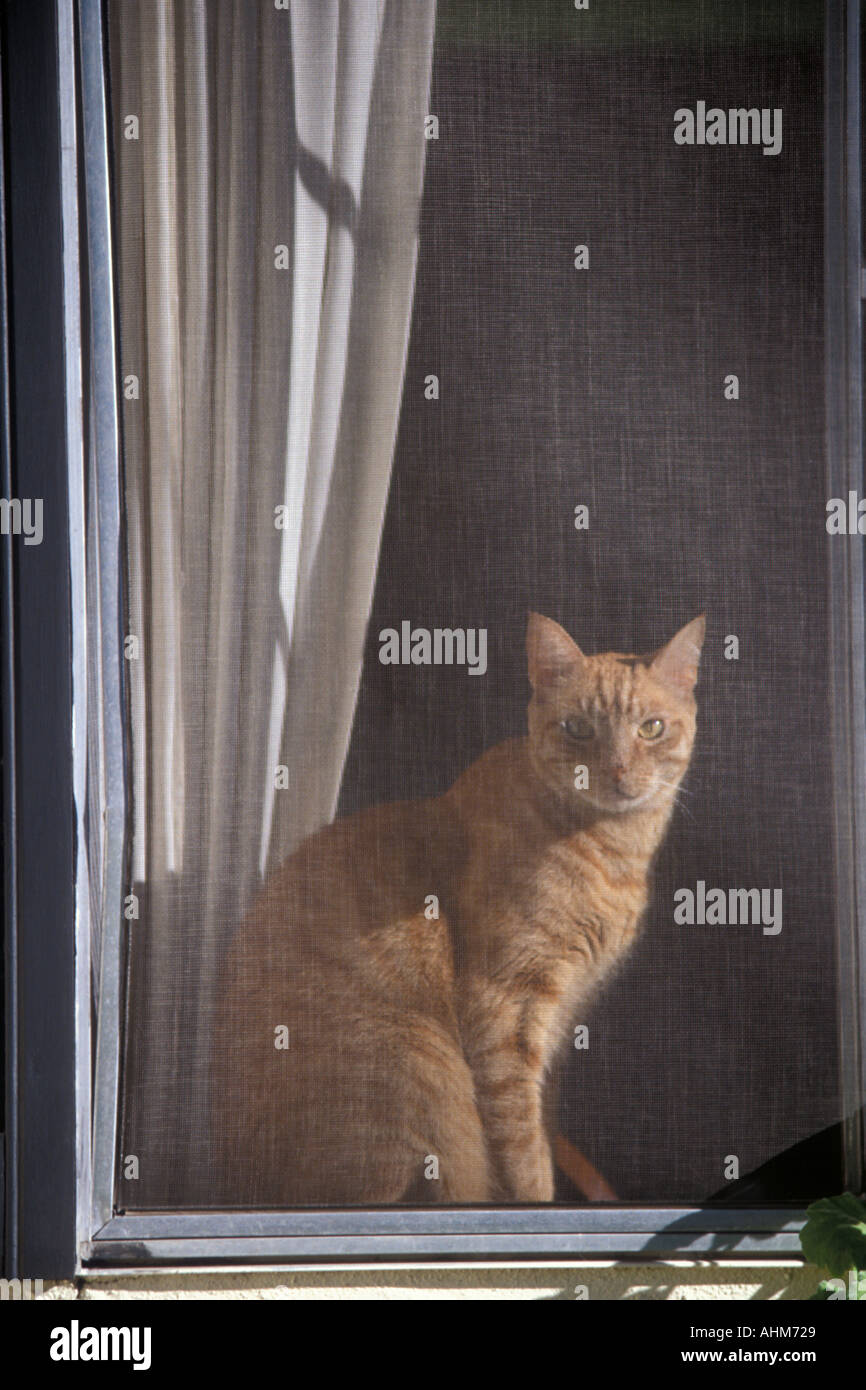 House Cat at Window Stock Photo - Alamy