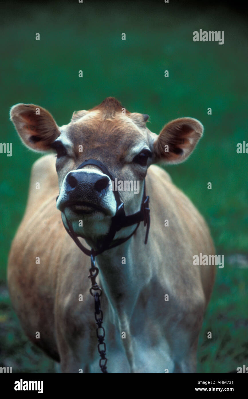 Chained cow hi-res stock photography and images - Alamy