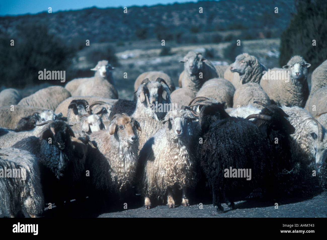 Merino rams hi-res stock photography and images - Alamy