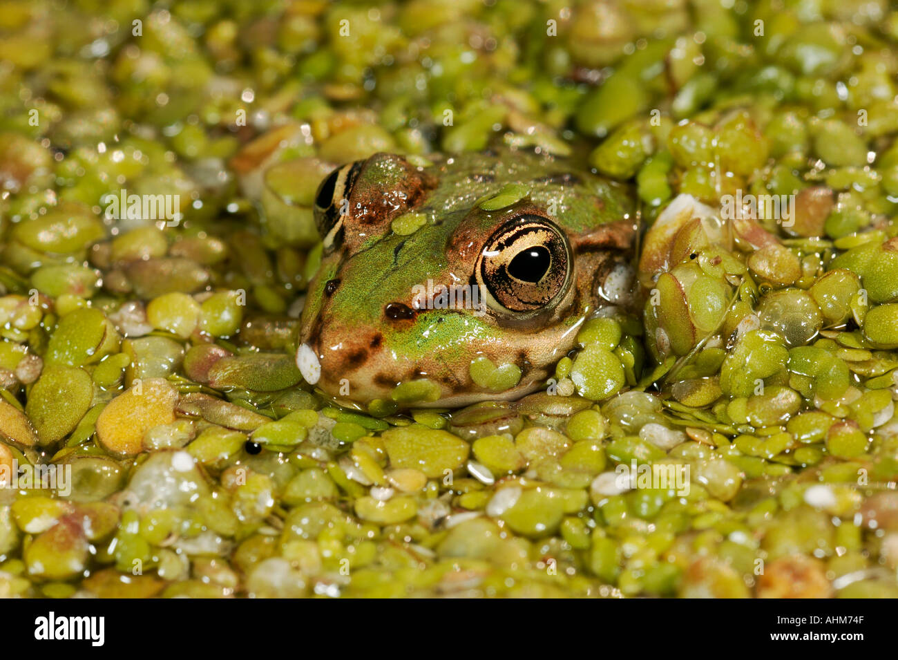Comon frog hi-res stock photography and images - Alamy