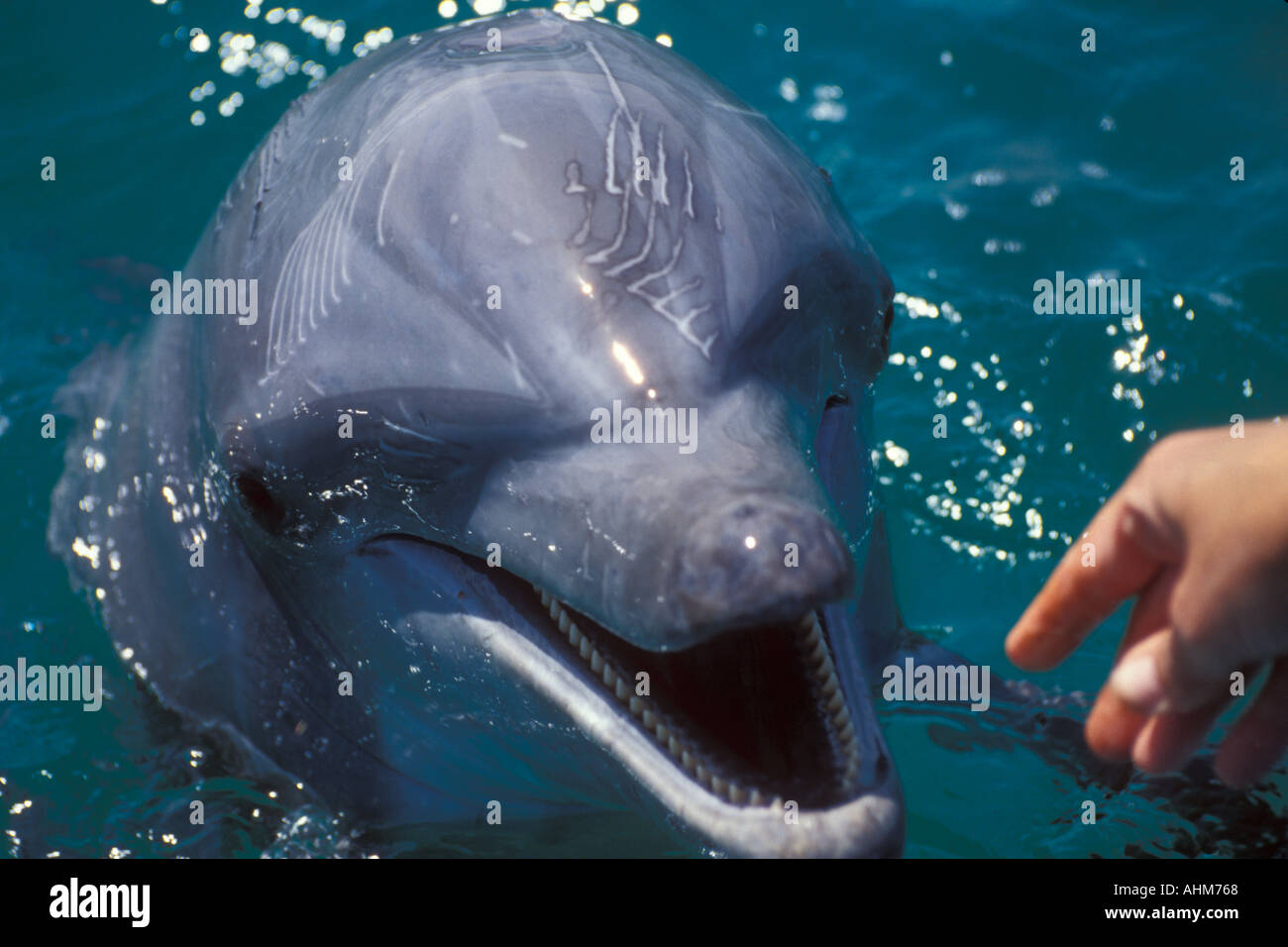 Bottle Nose Dolphin Stock Photo - Alamy