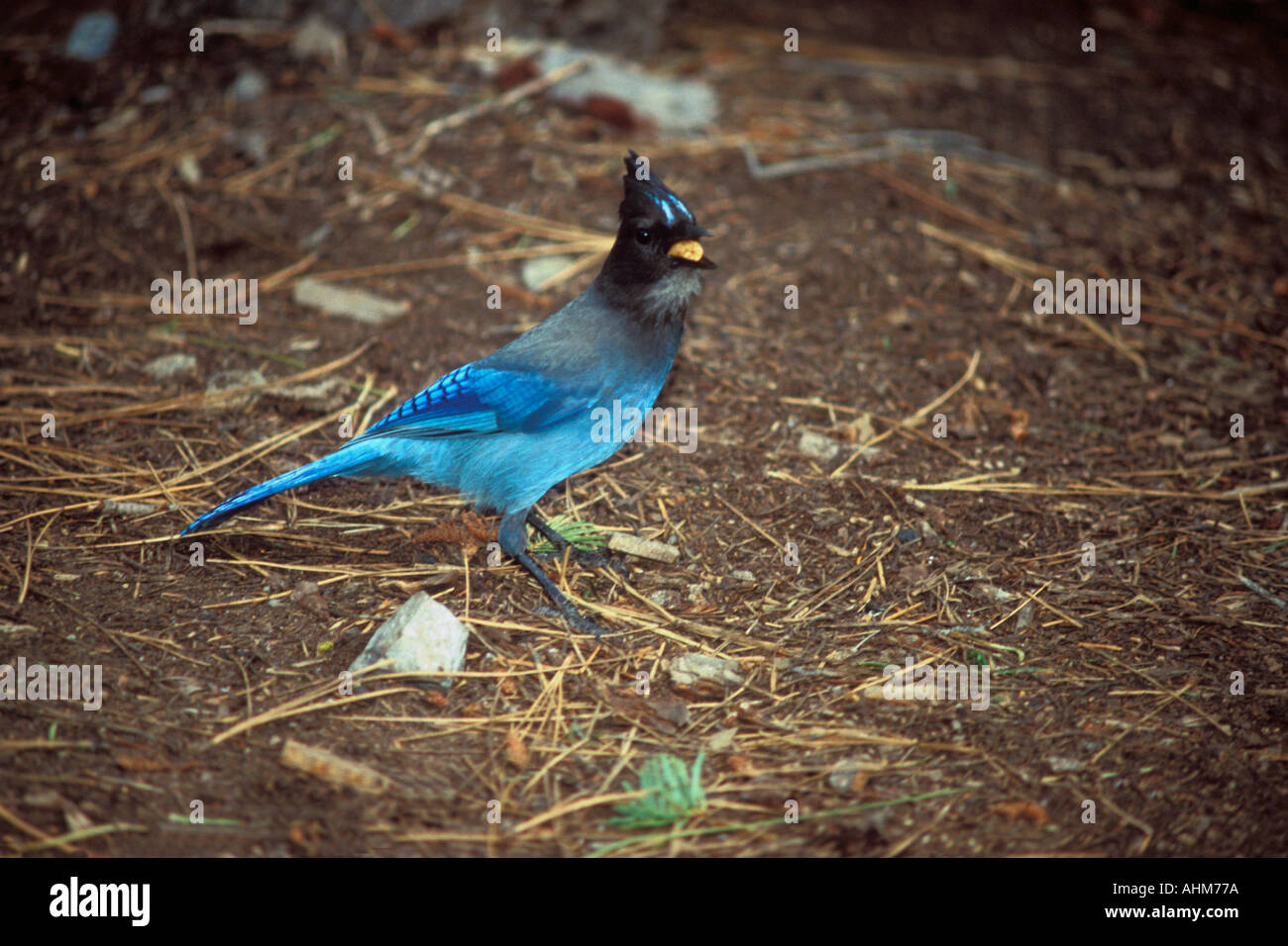 California Blue Jay Stock Photo - Alamy