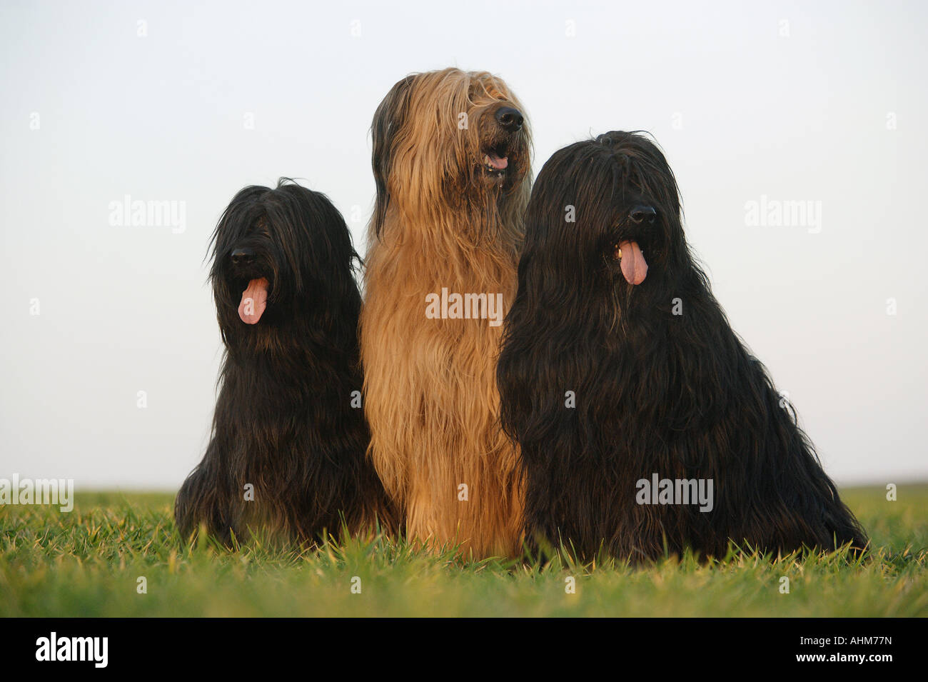 Three dogs sitting on grass hi-res stock photography and images - Alamy