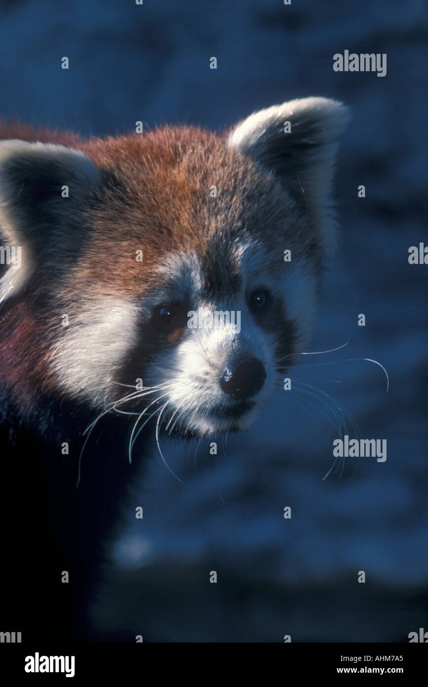 Lesser panda portrait hi-res stock photography and images - Alamy