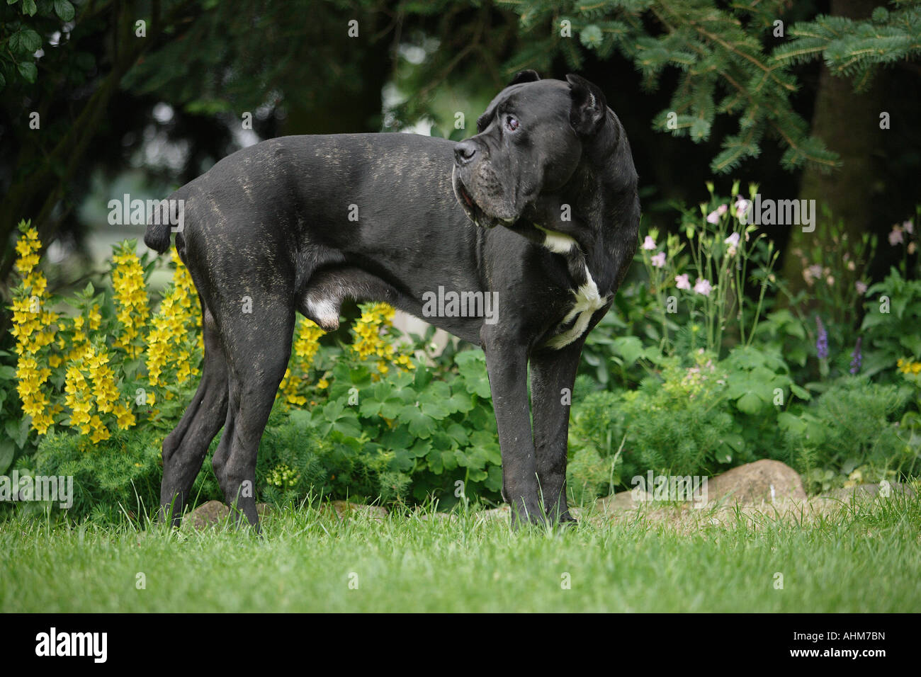 Cane Corso - standing on meadow Stock Photo - Alamy