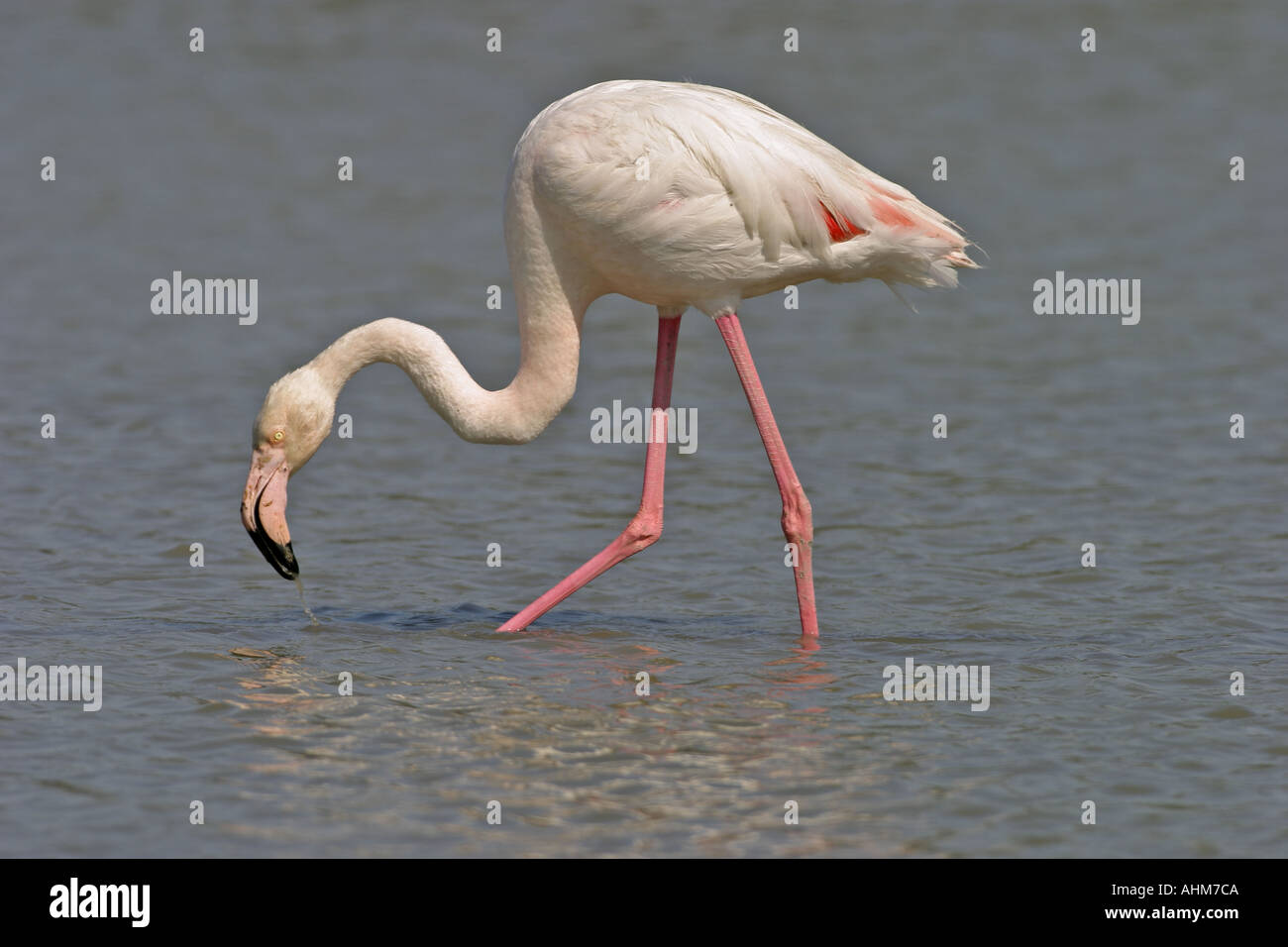 Flamingos intake food France Camargue Stock Photo - Alamy