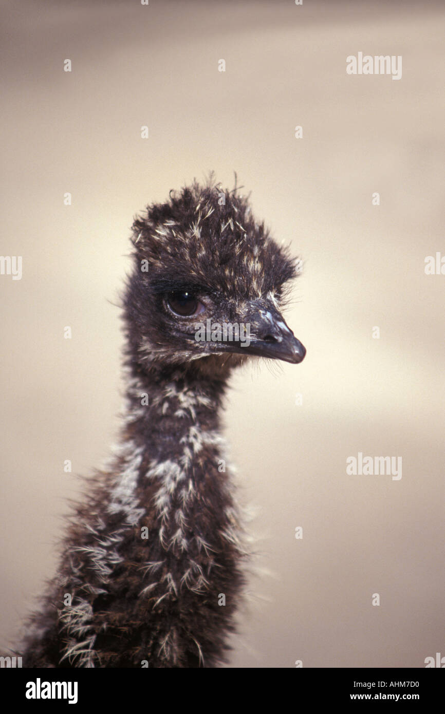 Ugly fuzzy fluff fuzz hi-res stock photography and images - Alamy