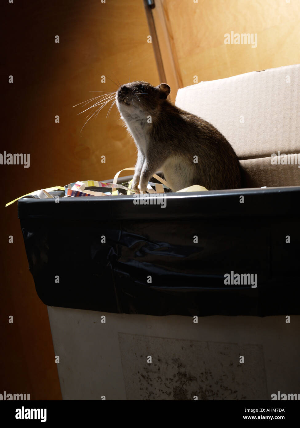 Brown rat sitting in a garbage bin Stock Photo - Alamy