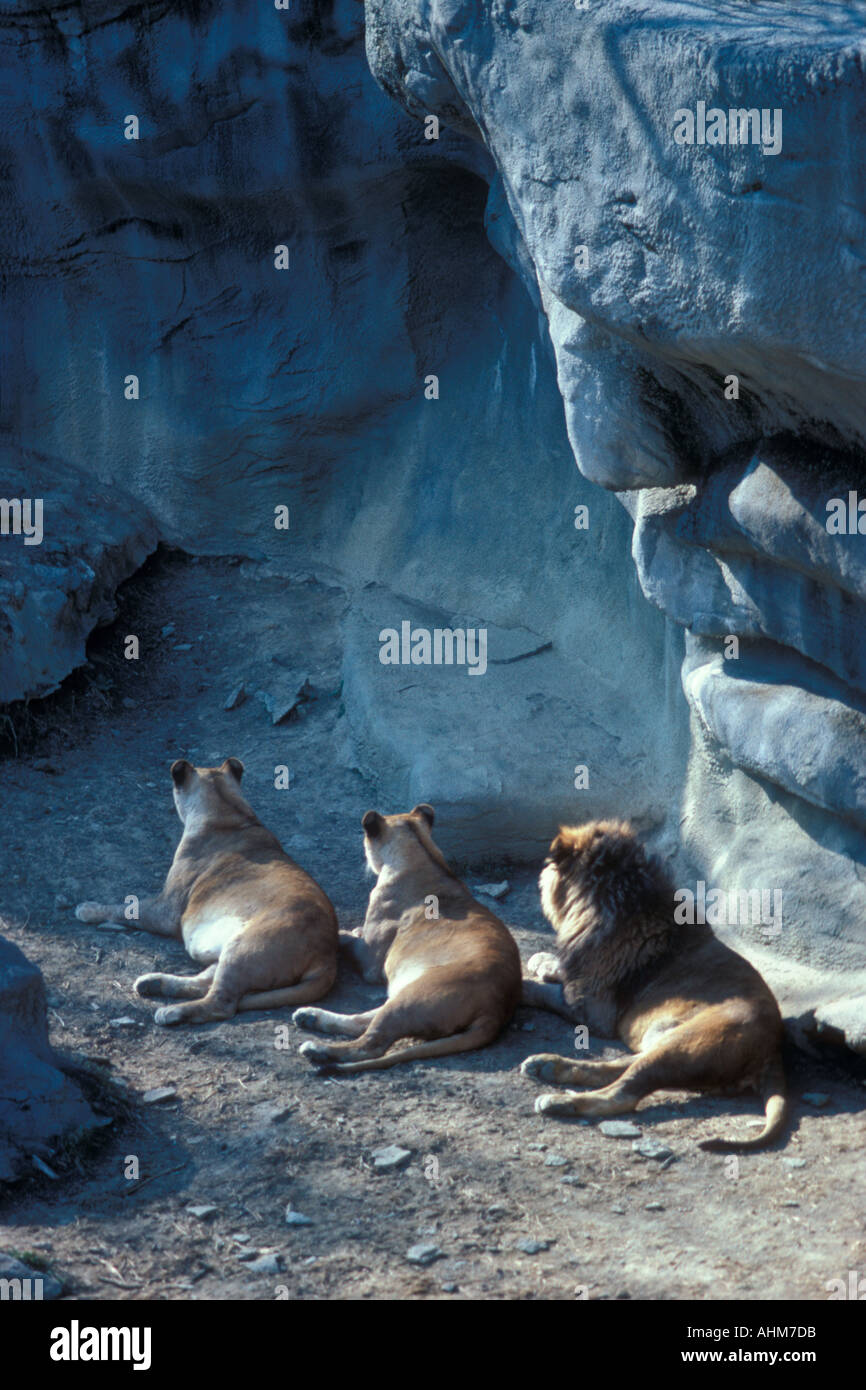 Three lions legs hi-res stock photography and images - Alamy