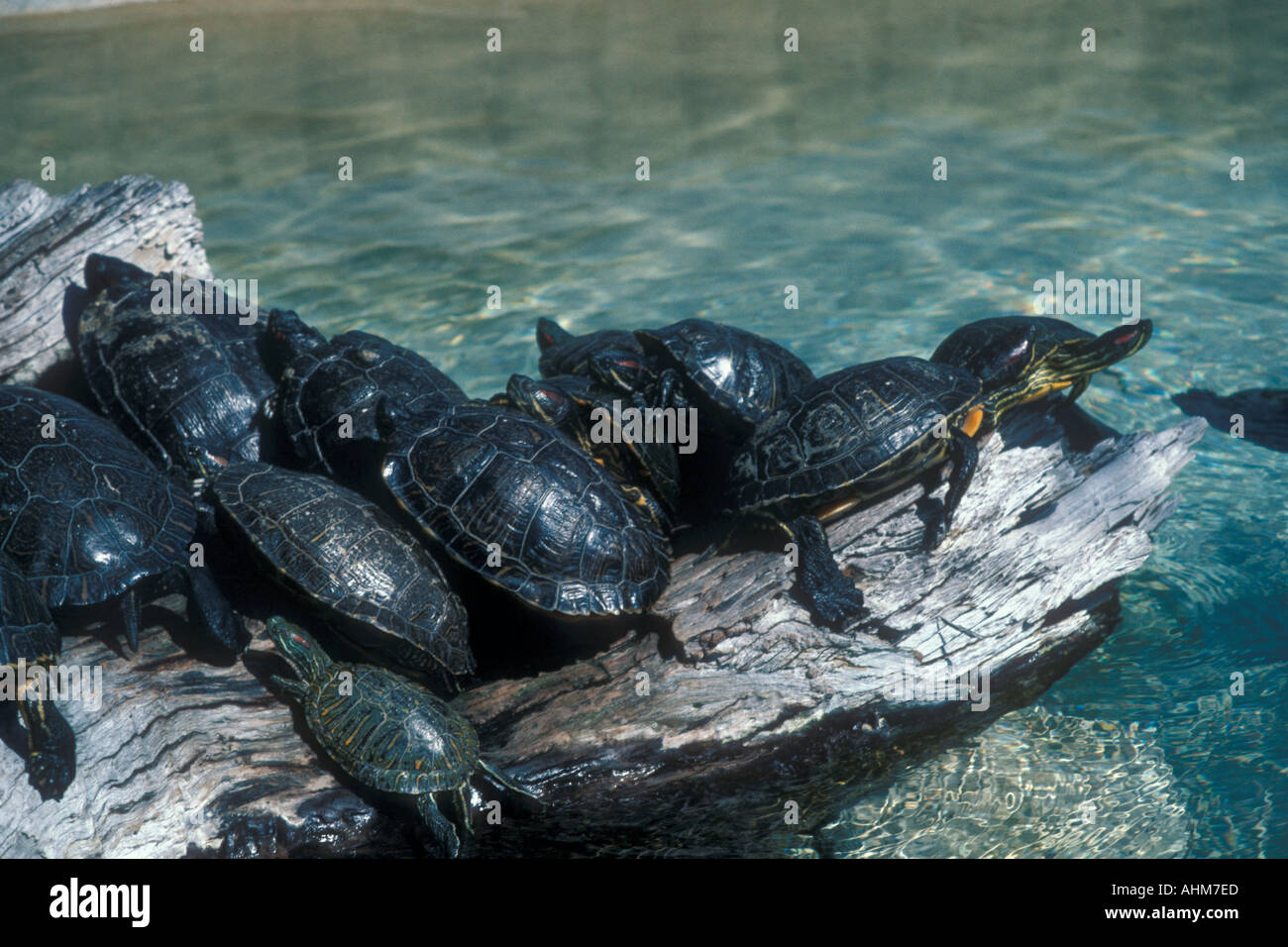 Group turtles sitting on log hi-res stock photography and images - Alamy