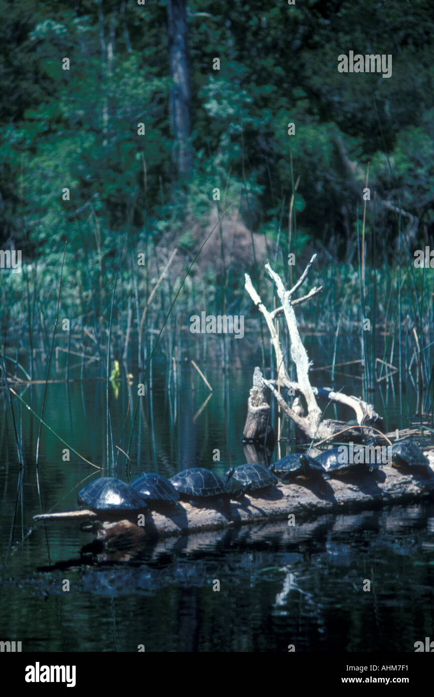 Turtles living in water hi-res stock photography and images - Alamy