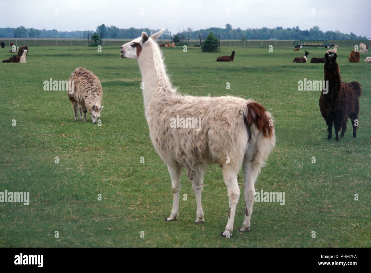 Commercial herd hi-res stock photography and images - Alamy